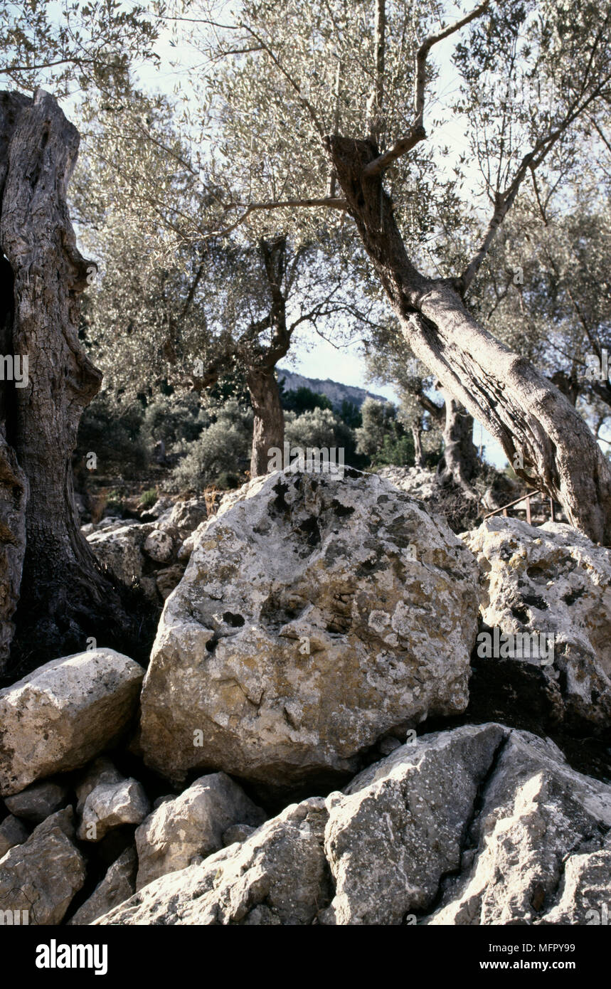 Trees growing amongst rocks Stock Photo - Alamy