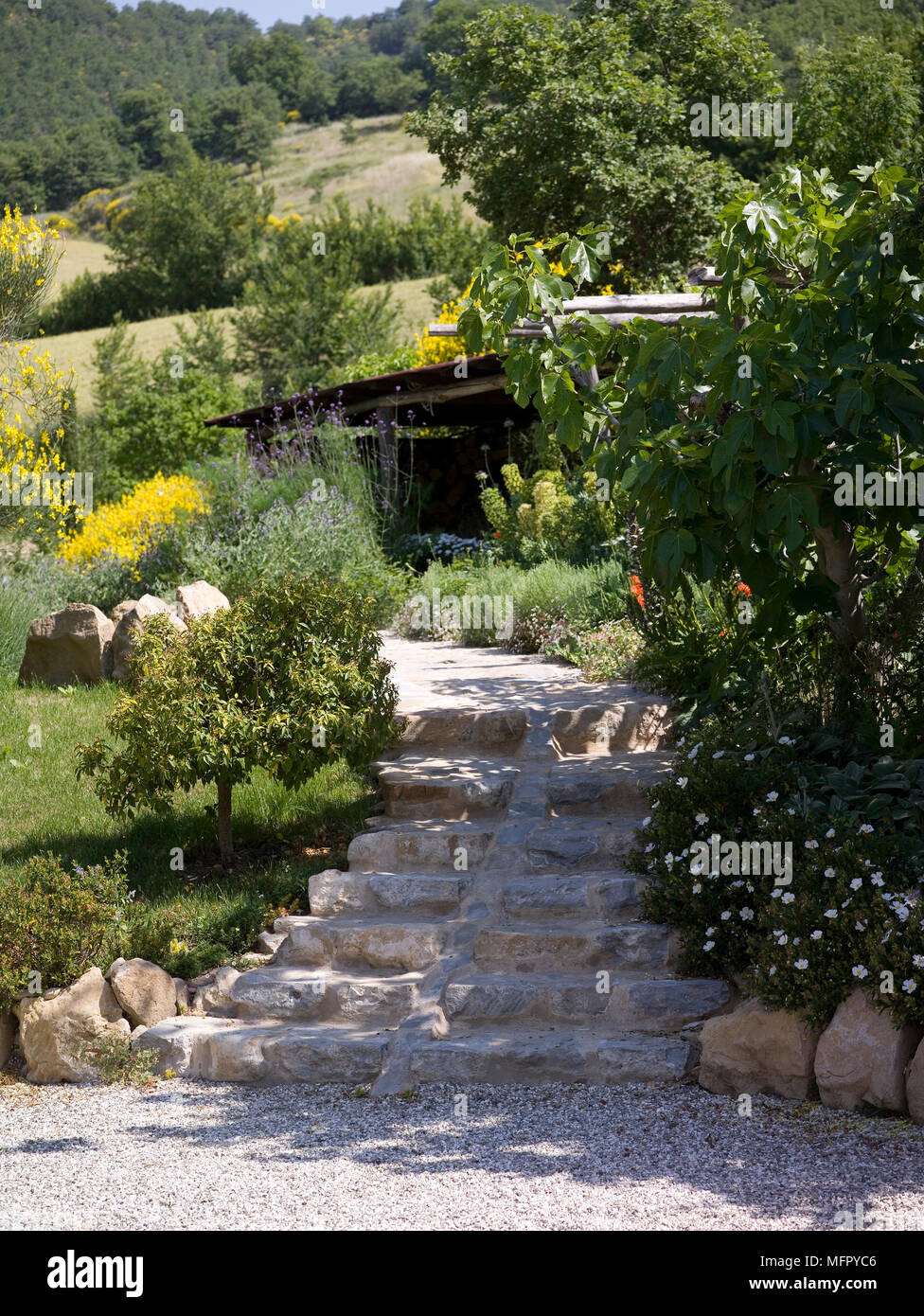 Steps up to pathway in Mediterranean garden Stock Photo - Alamy