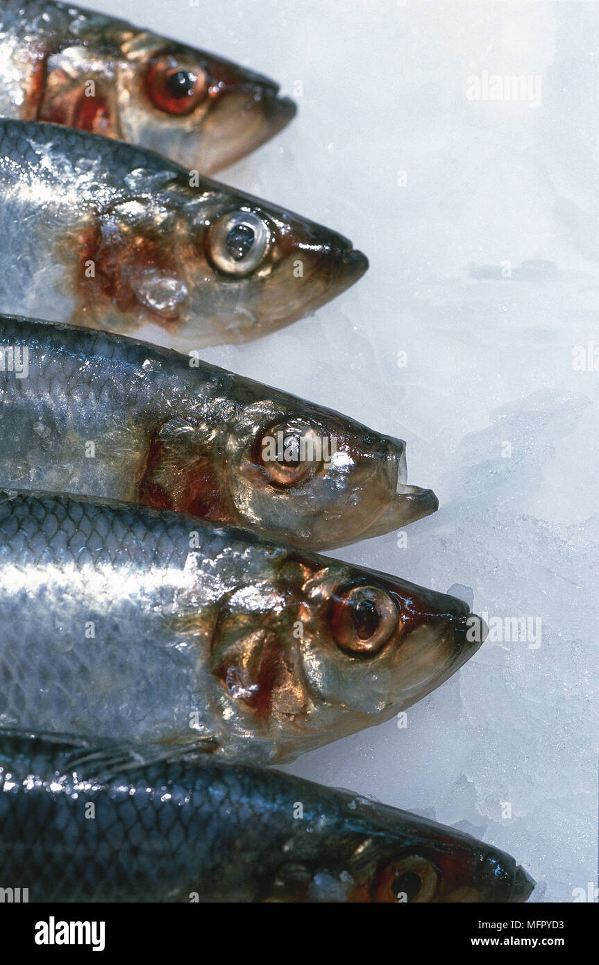 Sd0017010000 hi-res stock photography and images - Alamy