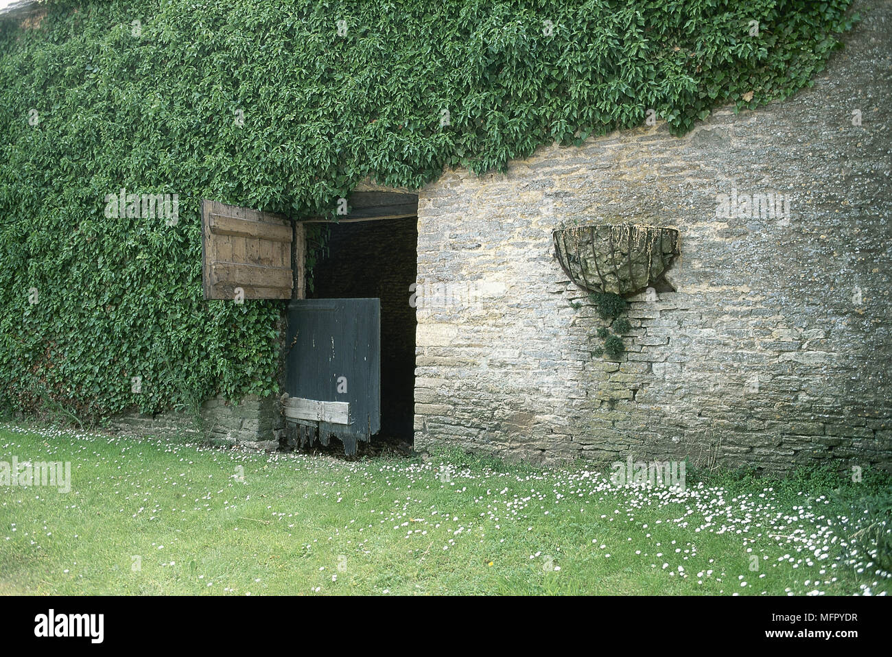 Exterior view of a rustic stone barn with vine-covered stone walls and ...