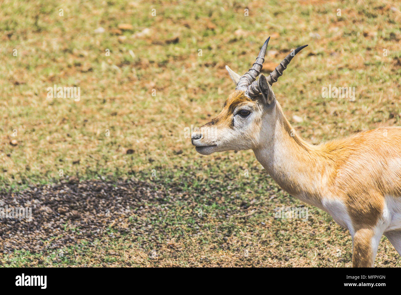 Antelope portrait photograph Stock Photo - Alamy