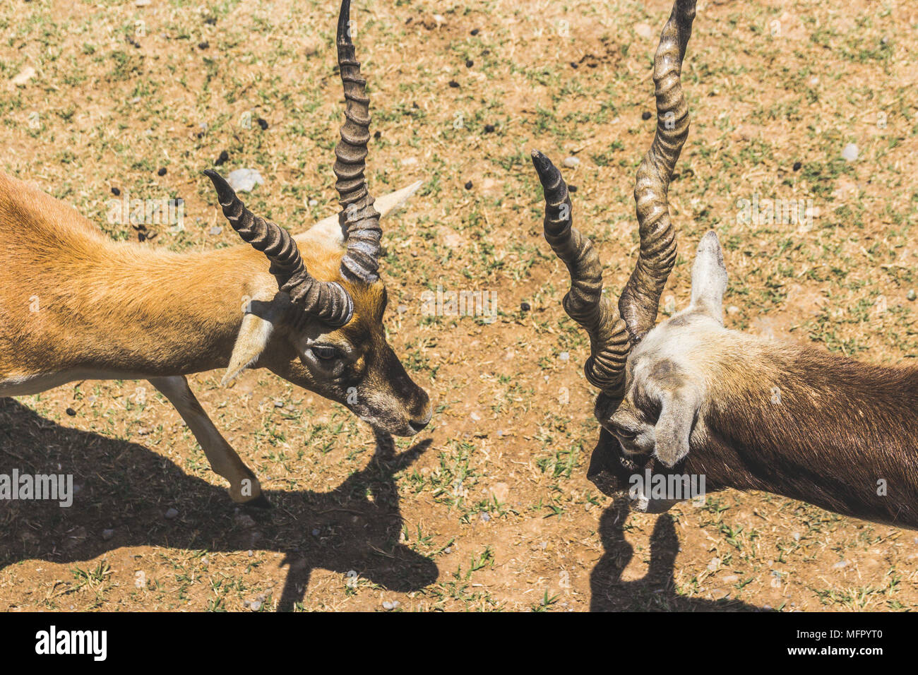 Antelopes fighting in wild Stock Photo - Alamy