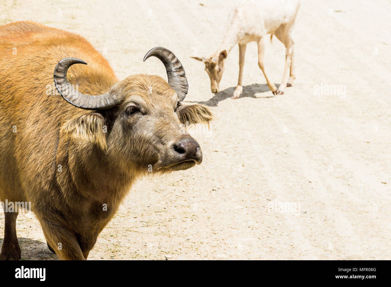 photograph of a buffalo in the field Stock Photo - Alamy