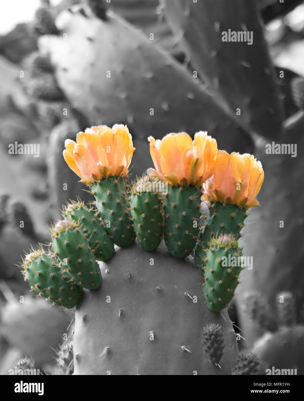 Flowering cactus (Cactaceae) in back/white and colour Stock Photo - Alamy