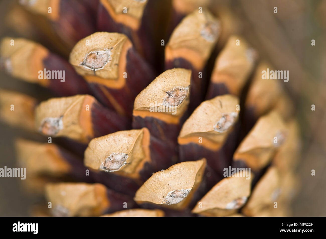 Structure of an hard and dry pine cone Stock Photo - Alamy