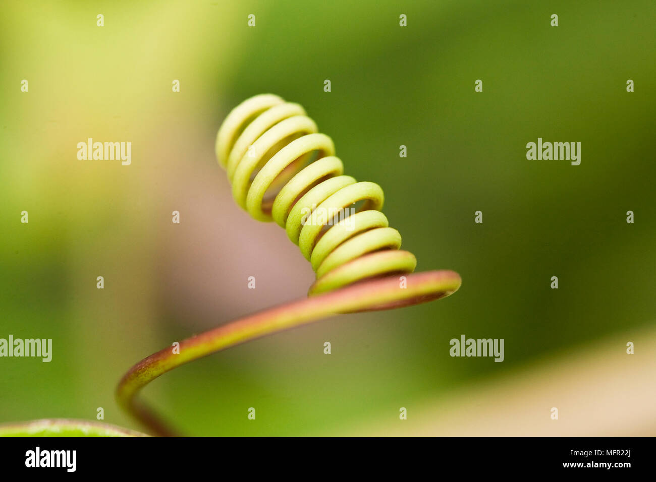 A yellowish spring root in Kew Gardens Stock Photo - Alamy