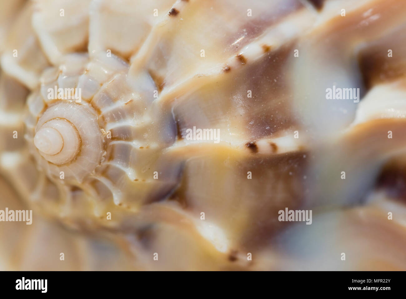 A swirly close up of mixed coloured seashell Stock Photo - Alamy