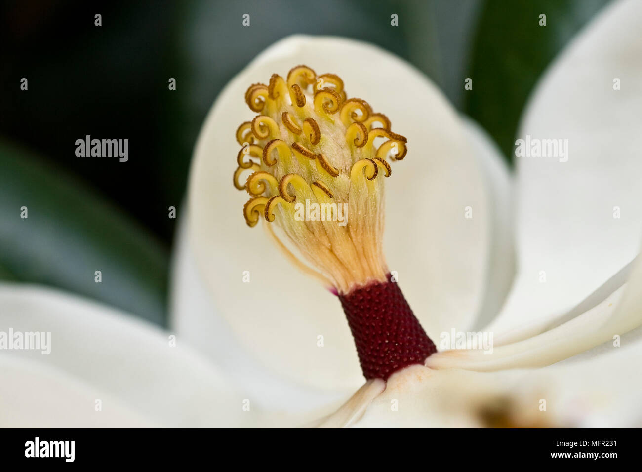 Close-up of yellow stamen of white magnolia in Shanghai Botanical ...