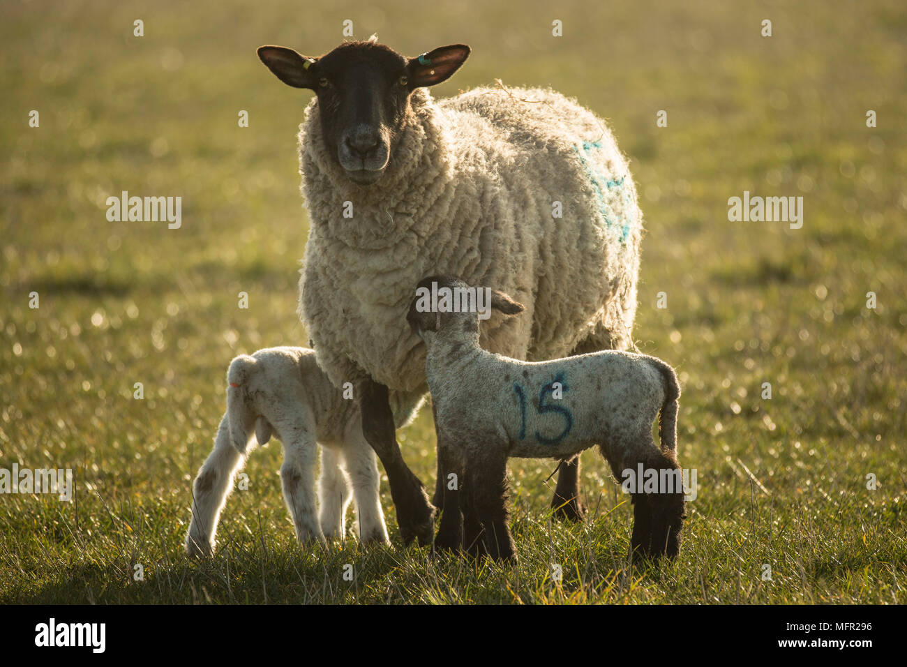 Sussex cross sheep and lambs Stock Photo - Alamy