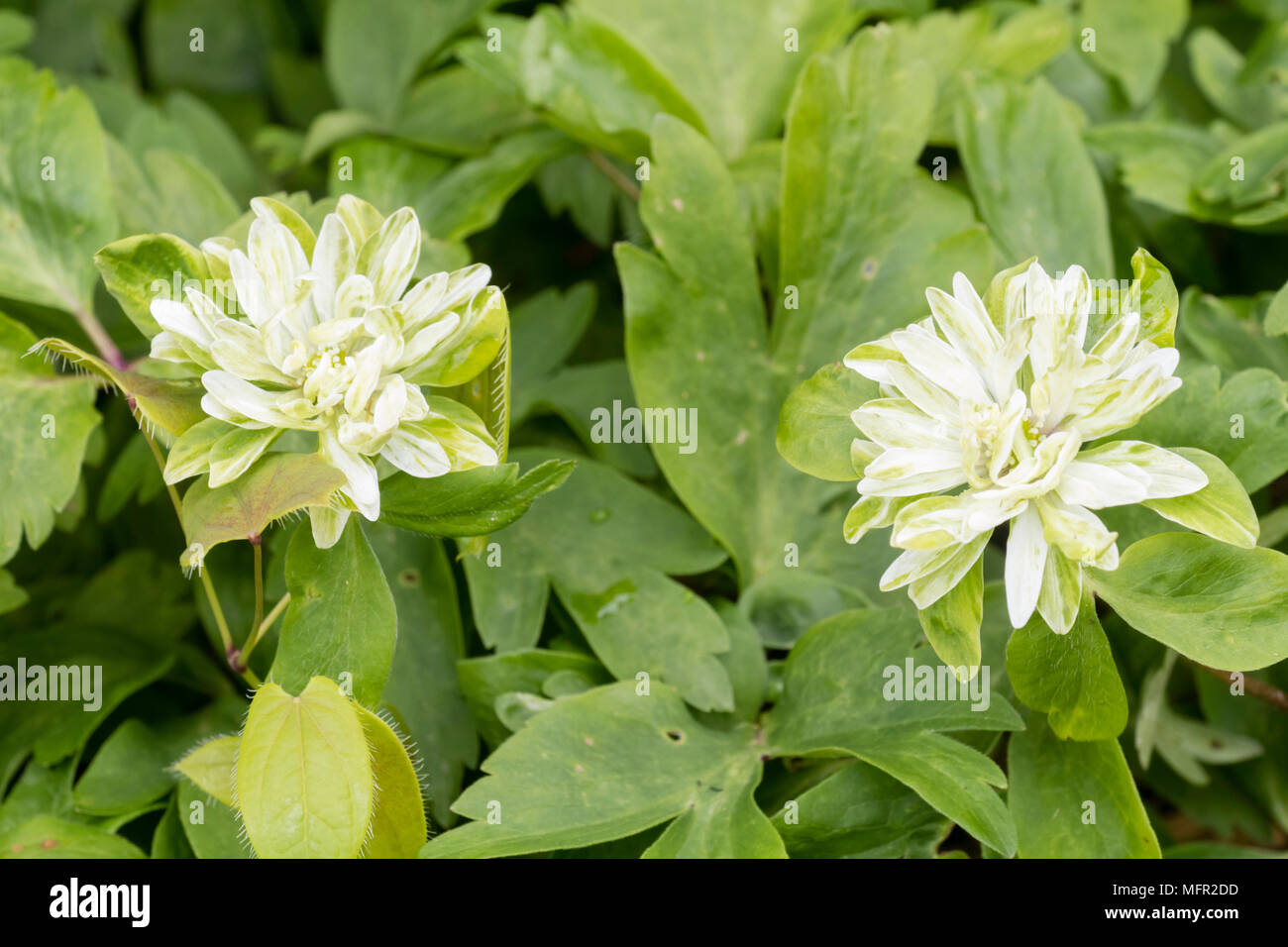 Double white and green flower of the unusual variety of the spring ...