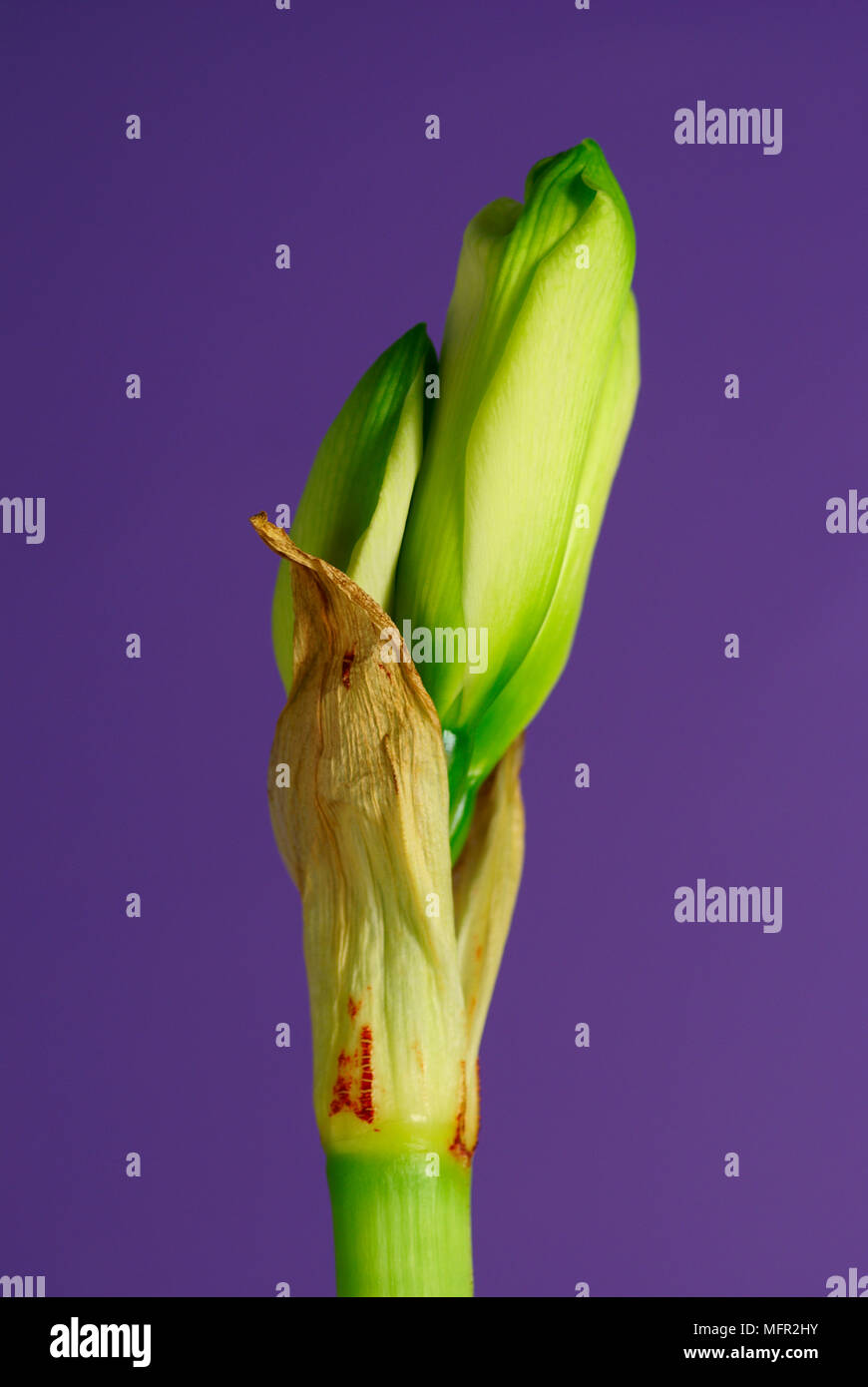 Amaryllis buds emurging from the sheath Stock Photo - Alamy