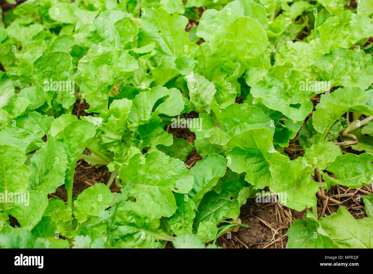 Cabbage tokyo bekana hi-res stock photography and images - Alamy