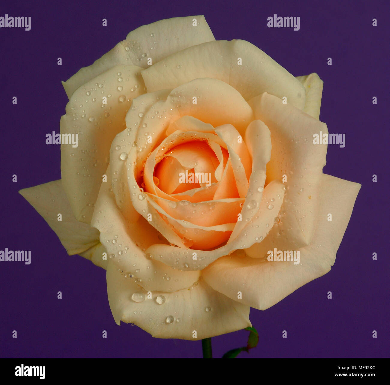 This peach coloured rose has a strong fragrance Stock Photo - Alamy