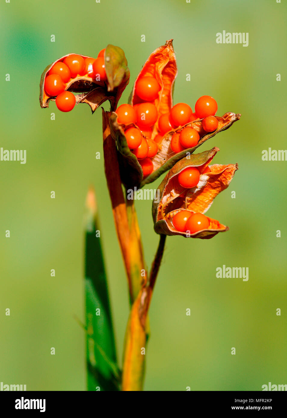 Seed capsules of the iris foetidissima split open and display the ...