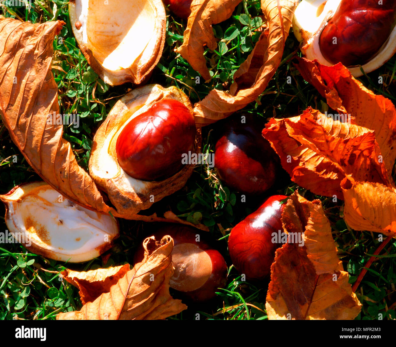 Large shiny conkers, fruits of the horse chestnut tree, lying amongst ...