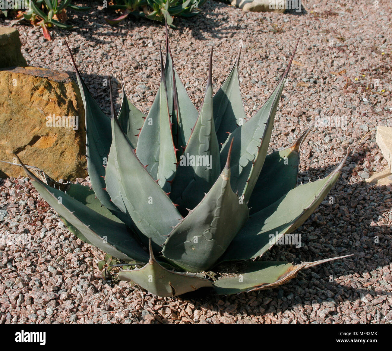 Attractive blue/grey coloured agave growing in dry sunny conditions ...