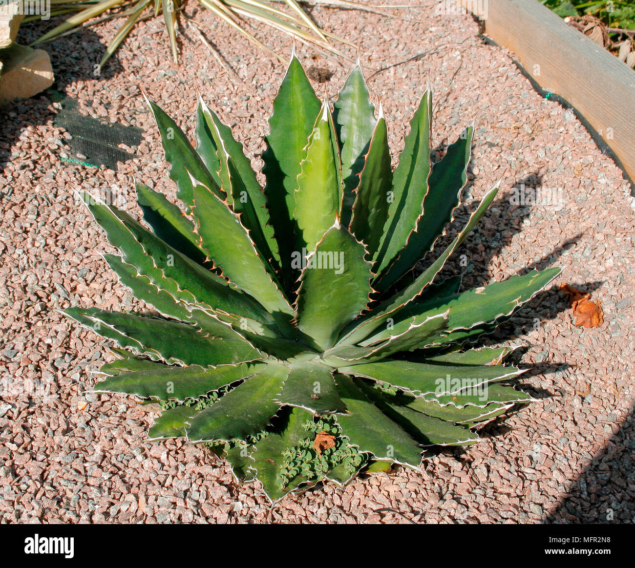 Attractive green agave growing in dry sunny border displaying a sharp ...