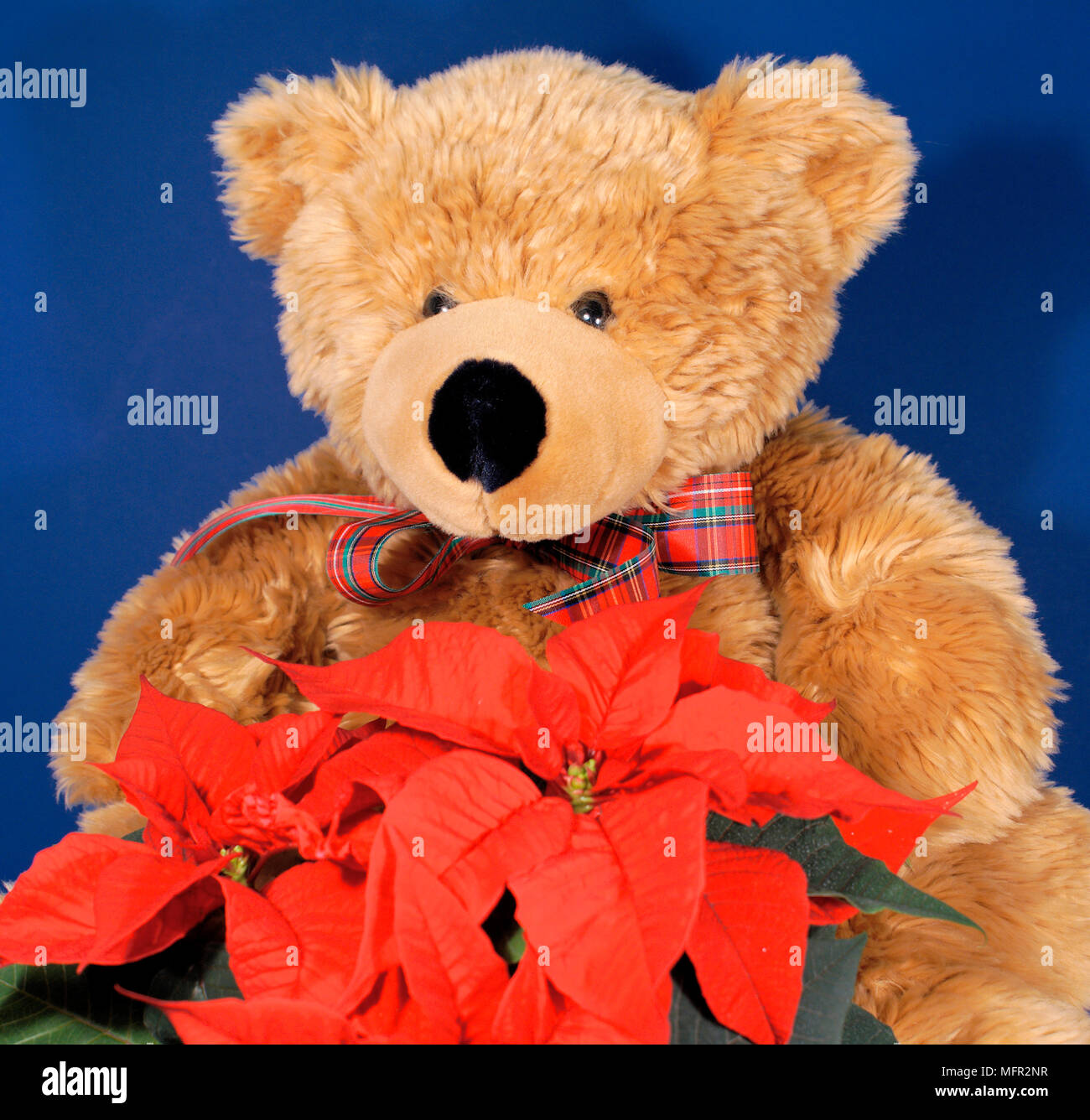 Christmas teddy bear Stock Photo - Alamy