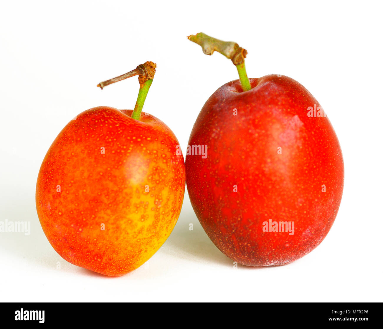 Victoria plums (prunus domestica italica), probably the most well known ...