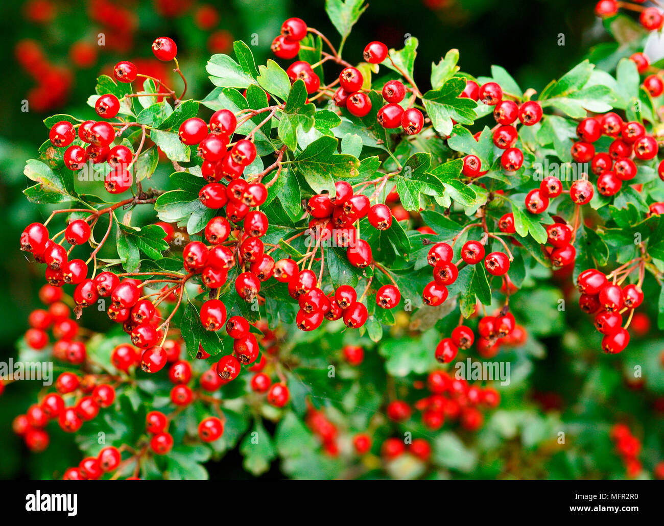 Bright red hawthorn berries (crataegus monogyna) fill the hedgerows in ...