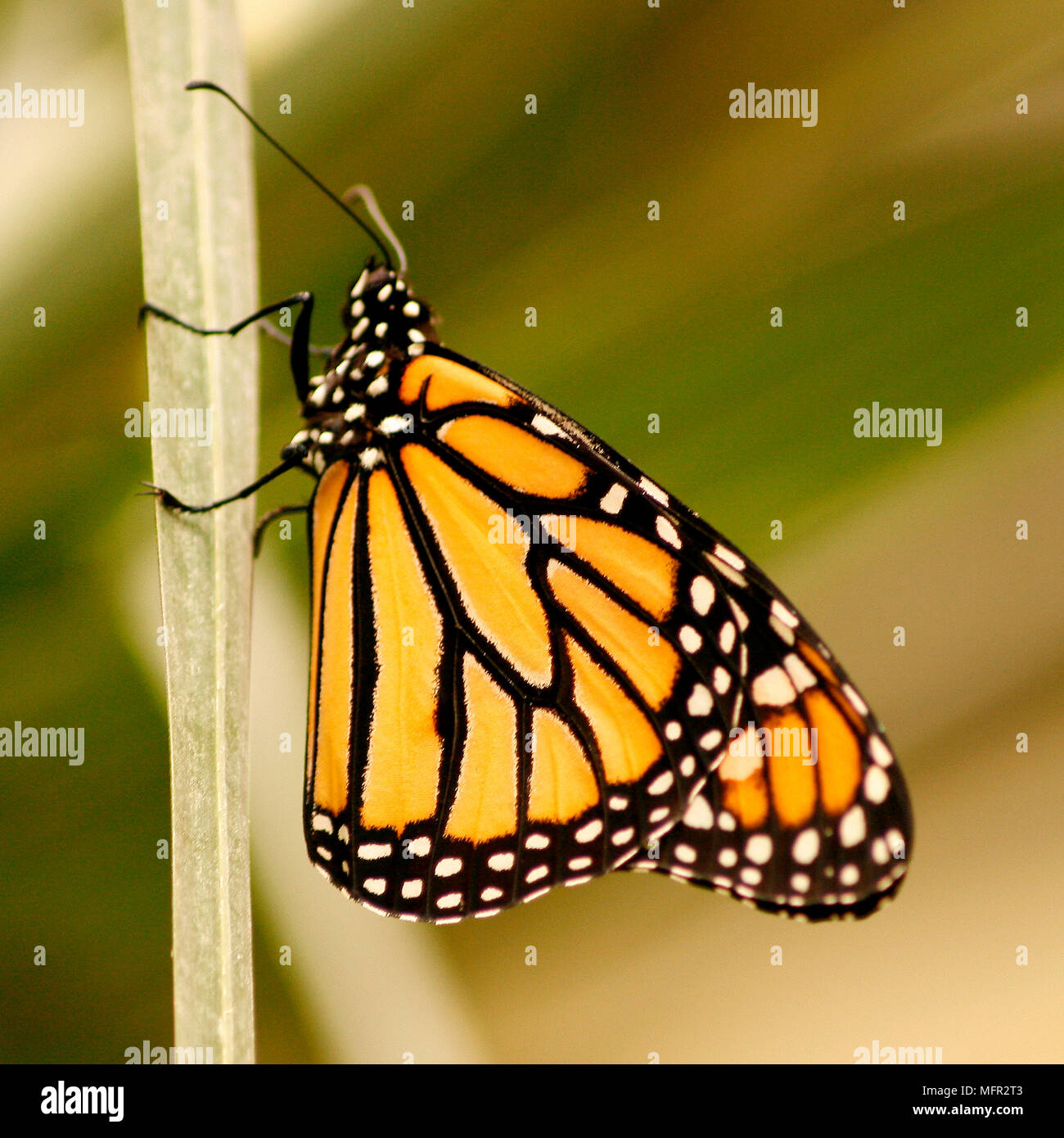 The underside of a monarch butterfly (danaus plexippus), seen here ...