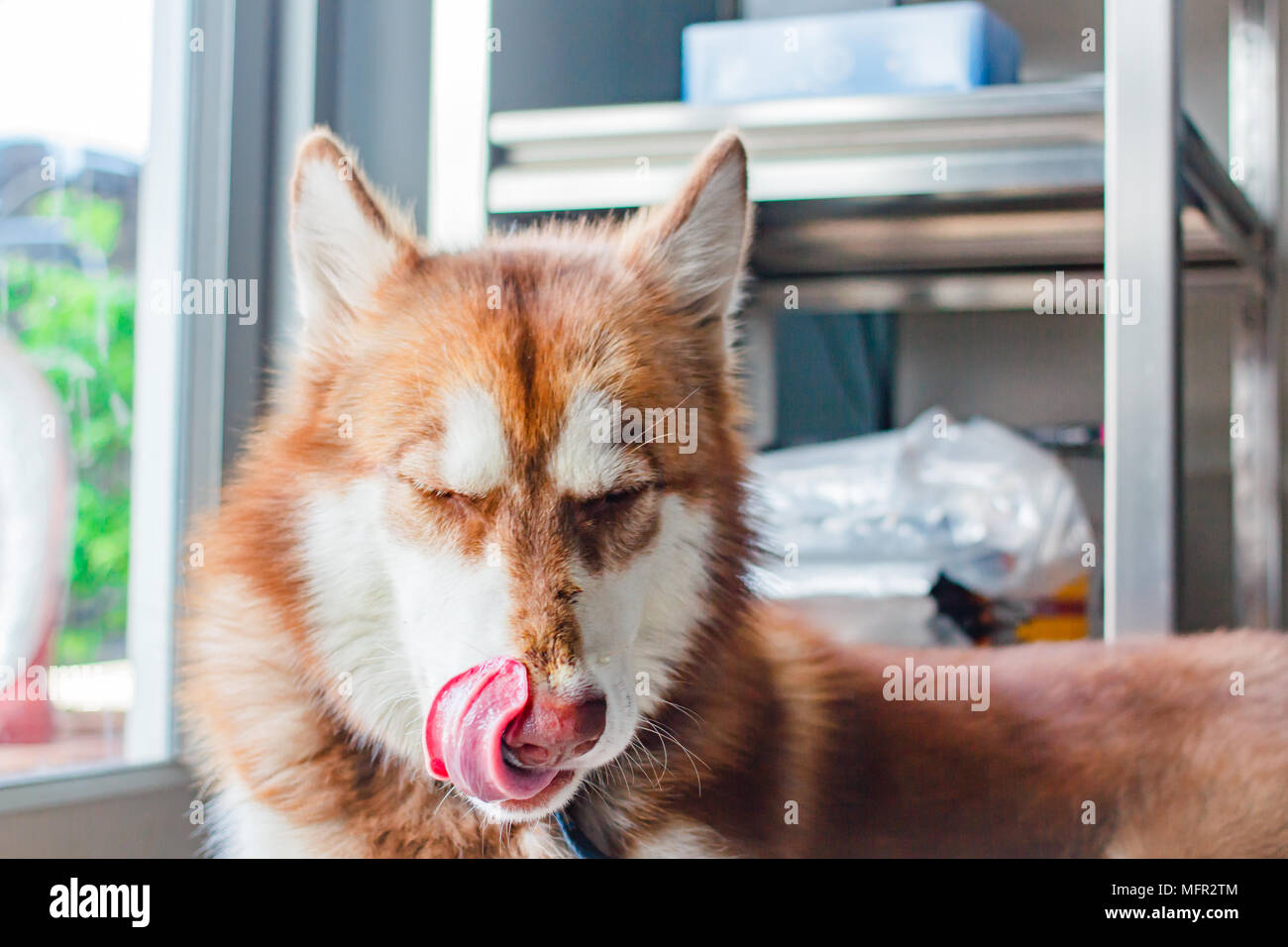 Portrait of Siberian Husky in house, purebred dog Stock Photo - Alamy