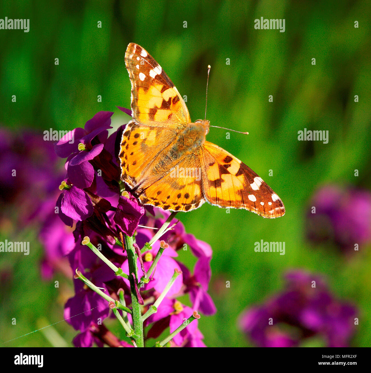 Painted lady butterfly (Cynthia cardui) showing the pattern on the ...