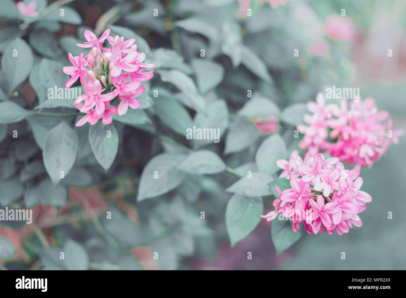 Pink ruspolia hi-res stock photography and images - Alamy