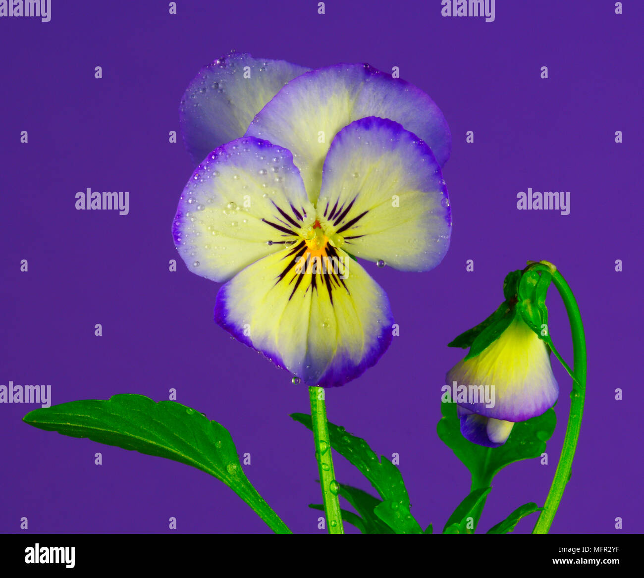 Small colourful viola flowers against purple background Stock Photo - Alamy