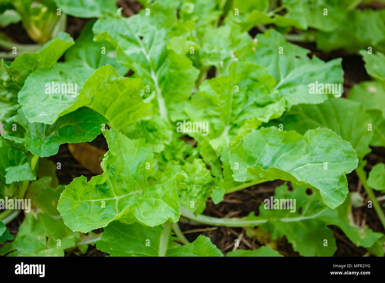Cabbage tokyo bekana hi-res stock photography and images - Alamy