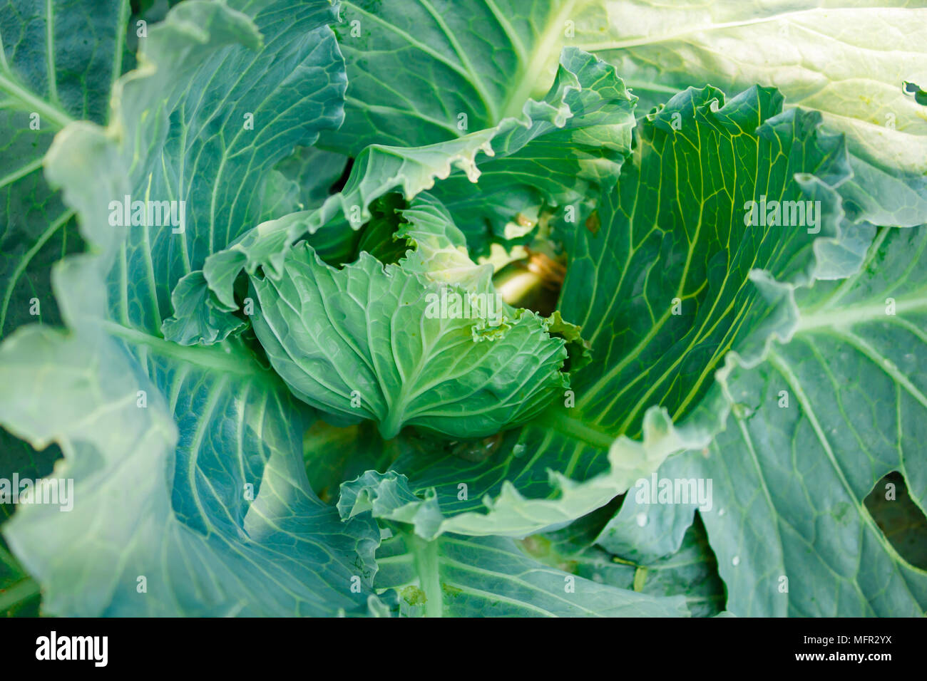 Big cabbage in the garden, vegetable organic Stock Photo - Alamy