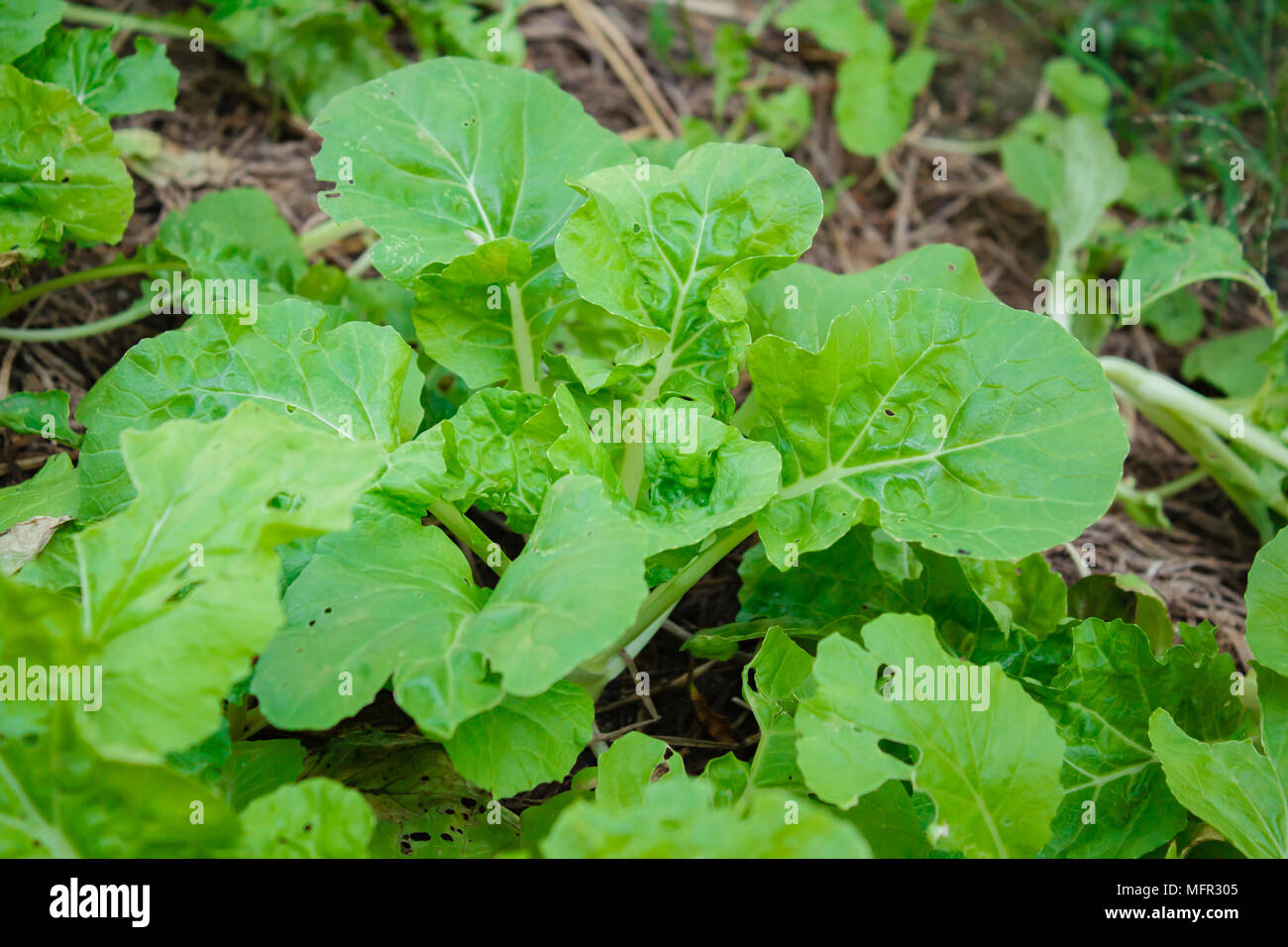 Cabbage tokyo bekana hi-res stock photography and images - Alamy