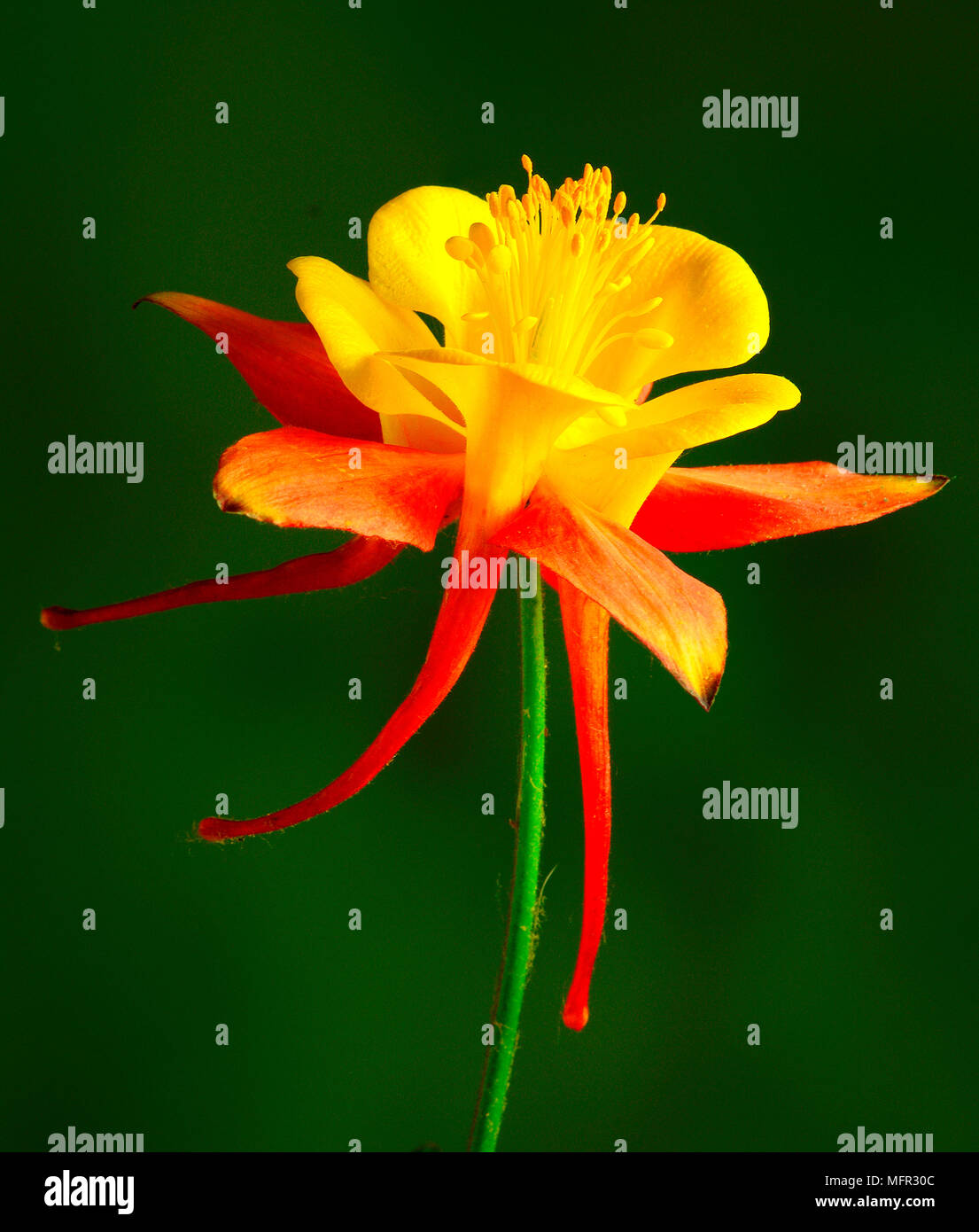 Spurred petals hi-res stock photography and images - Alamy