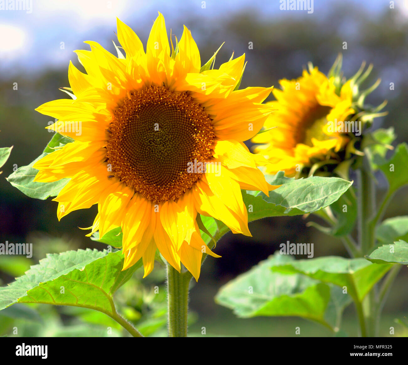 Field of golden sunflowers (Helianthus annuus) with their giant heads ...