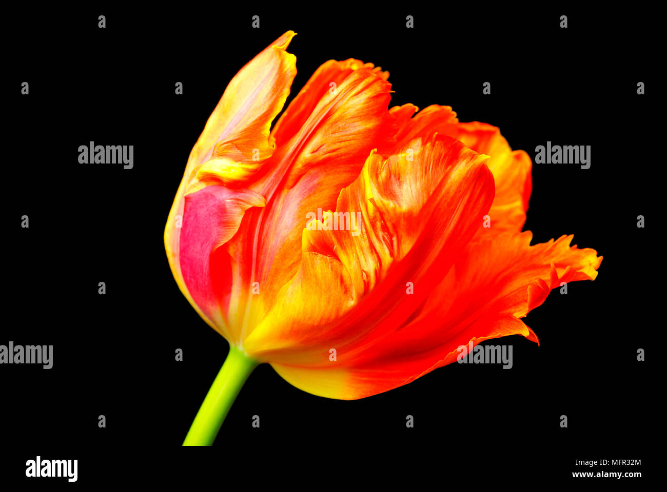 Bright orange parrot tulip against black background Stock Photo - Alamy