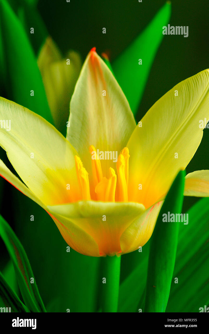 Decorative pale yellow-white dwarf tulip with red markings on the ...
