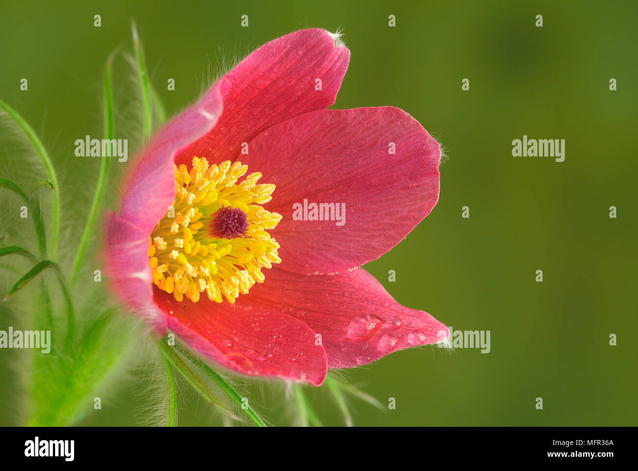 These spring flowering perennial flowers are followed by attractive ...