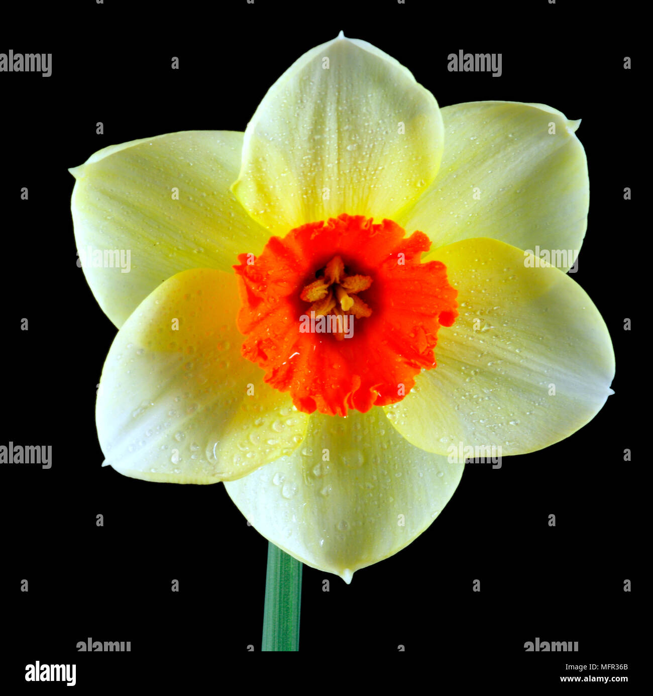 Fragrant narcissus grown in a spring garden after a shower of rain ...