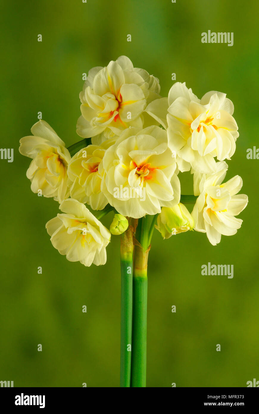 Double Jonquils High Resolution Stock Photography and Images - Alamy