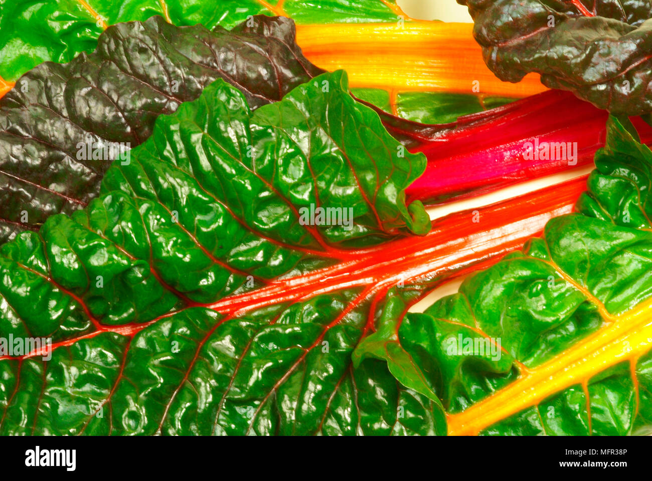 Close-up of colourful rainbow swiss chard Stock Photo - Alamy