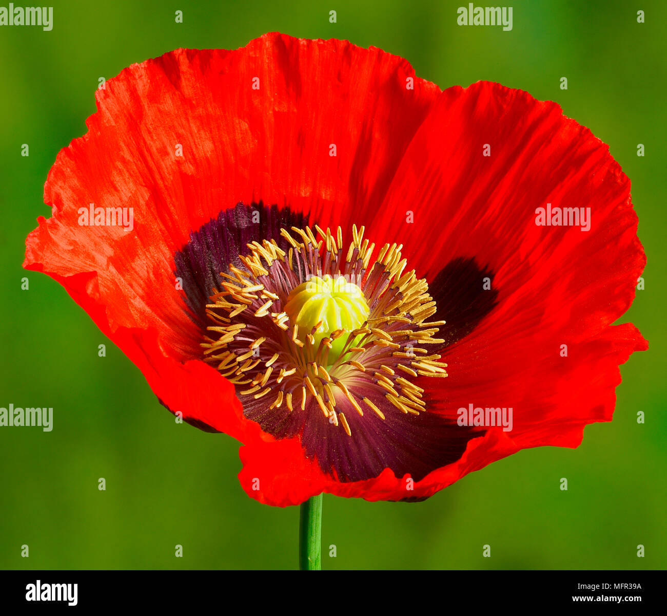 Red Opium Poppy Field