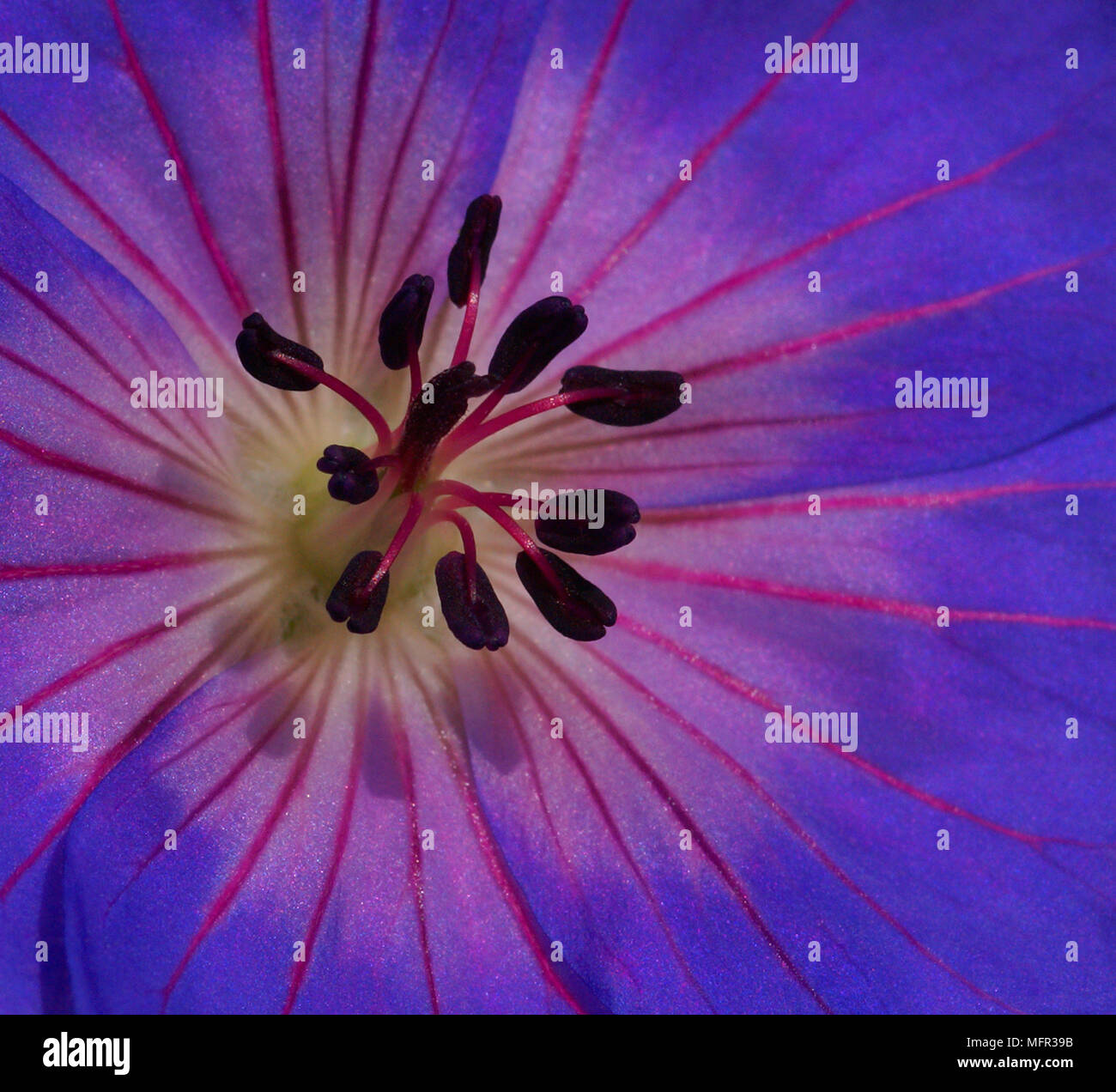 Geranium rossane hi-res stock photography and images - Alamy