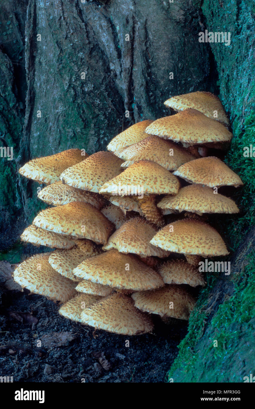 Conifer stumps hi-res stock photography and images - Alamy