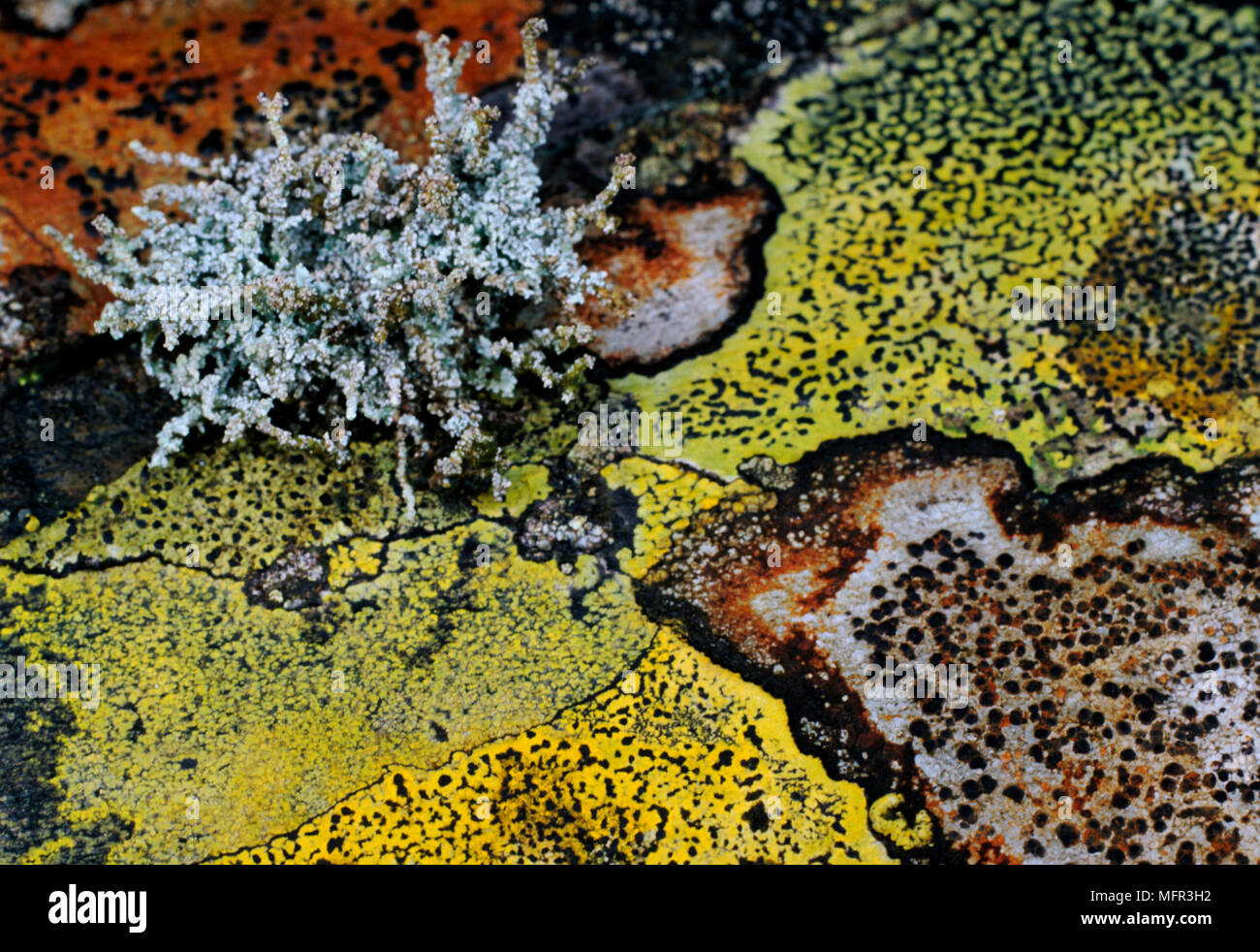 Patterns in lichen growth hi-res stock photography and images - Alamy