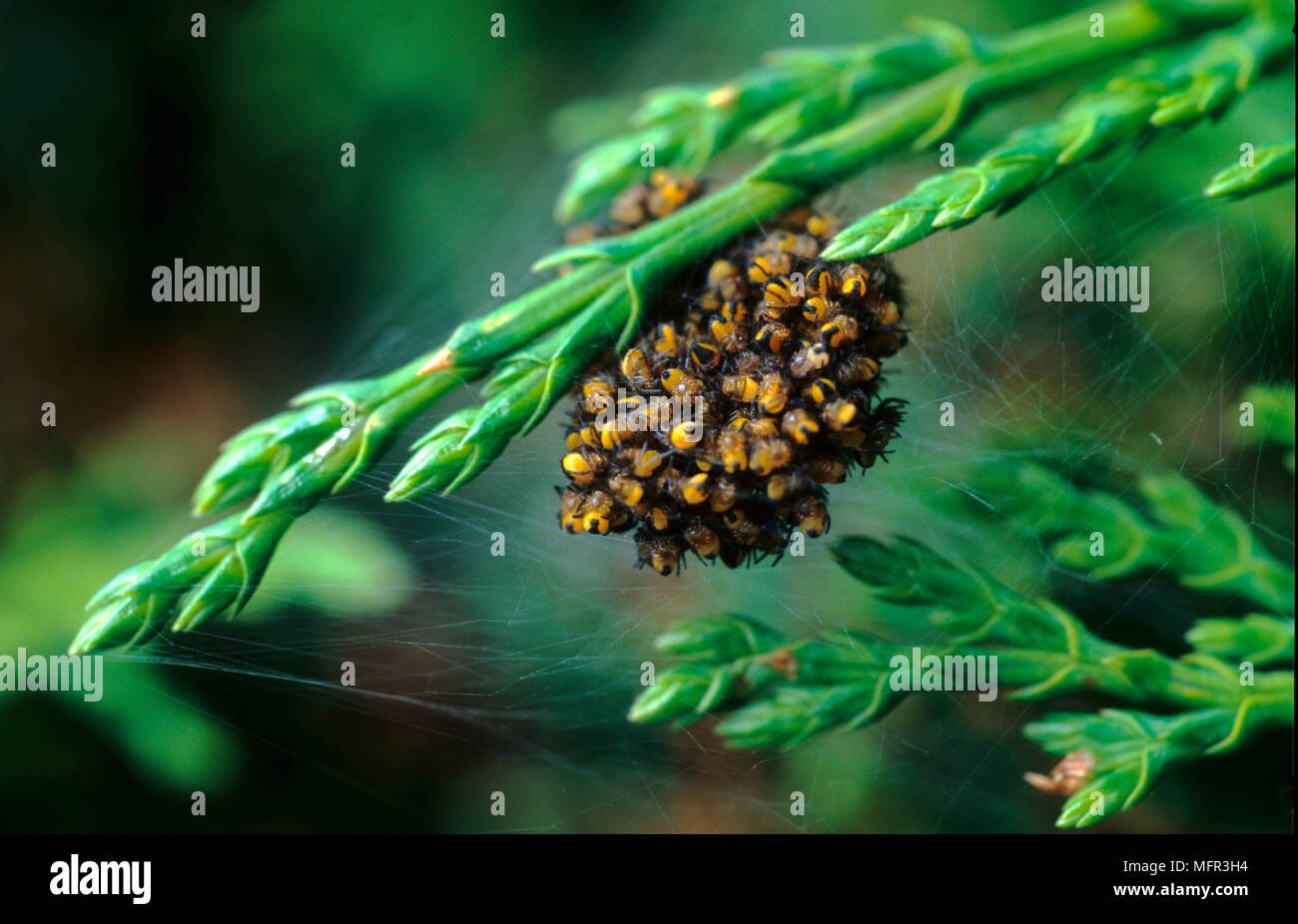 Multiple eggs of garden cross spiderlings (Araneus diadematus) hatched ...
