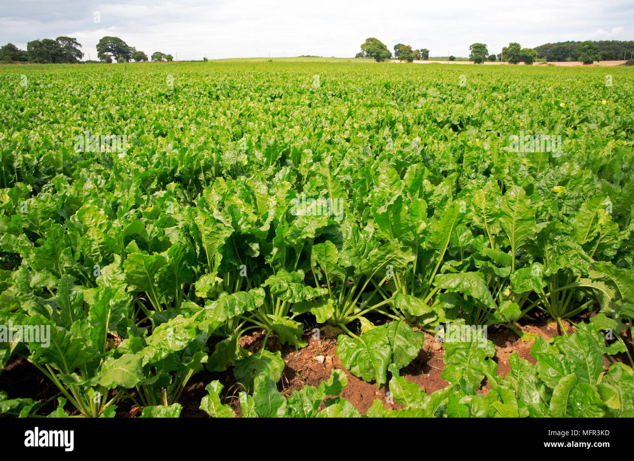 Sugar beet crop on a farm at Crostwight, Norfolk, England Stock Photo ...