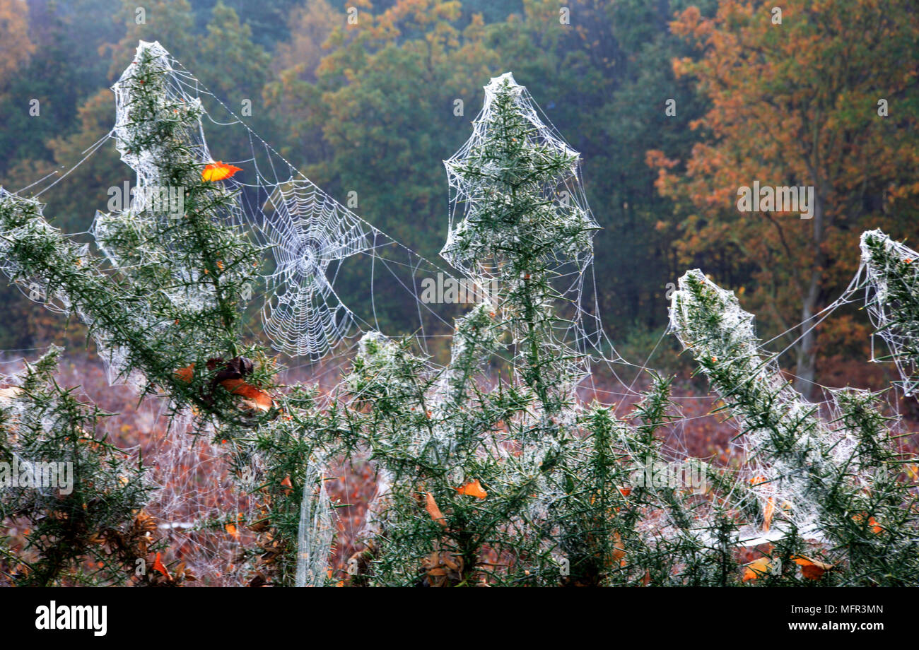 Spider webs on gorse in early morning by a heathland at Marsham ...