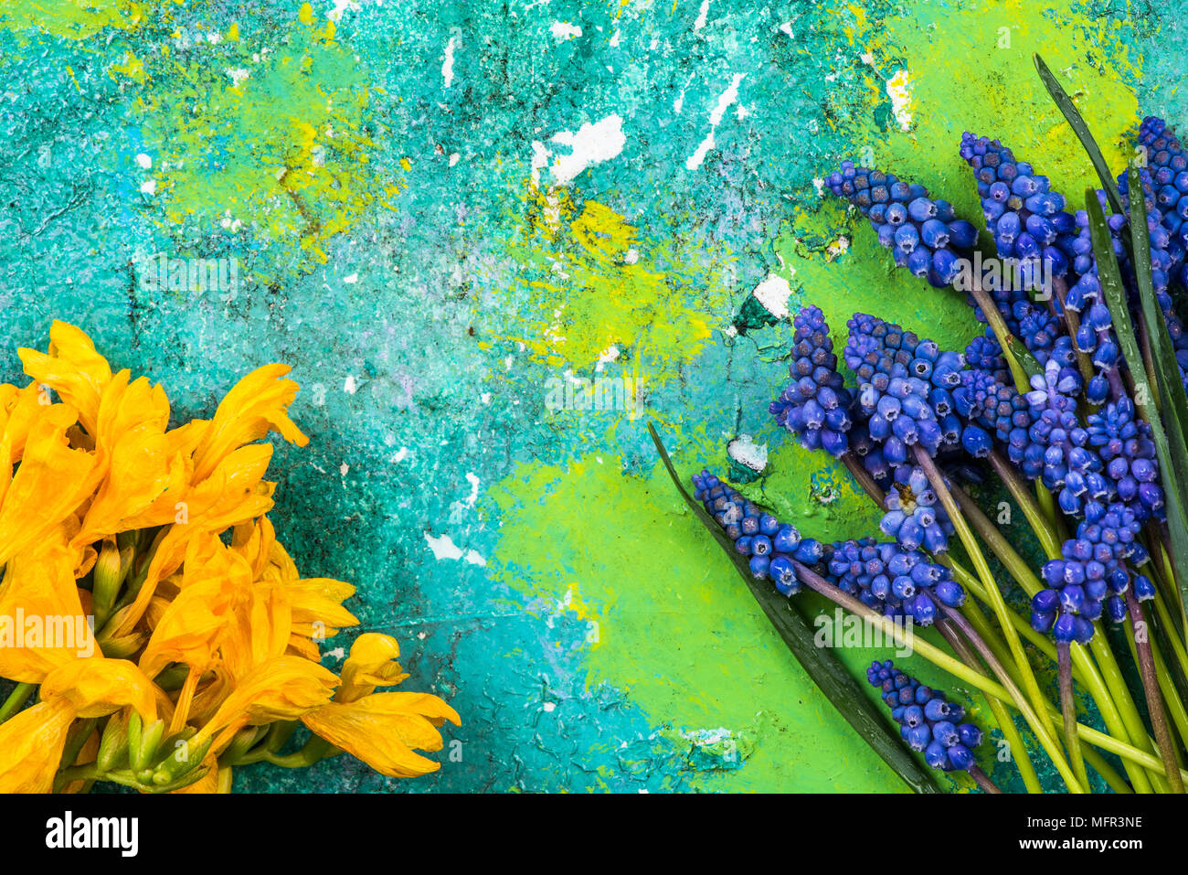 Beautiful fragrant flowering hyacinth plant hi-res stock photography ...