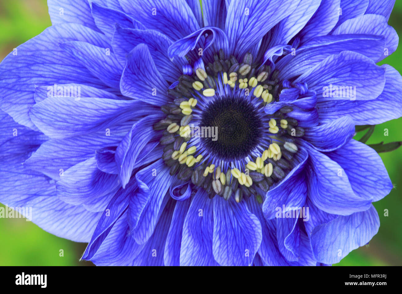 Close-up of a blue anemone flower head showing detail and structure ...