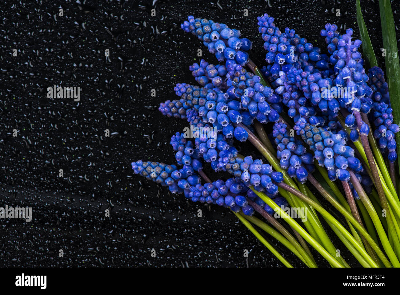 Hyacinth flowers, close up, border background Stock Photo - Alamy